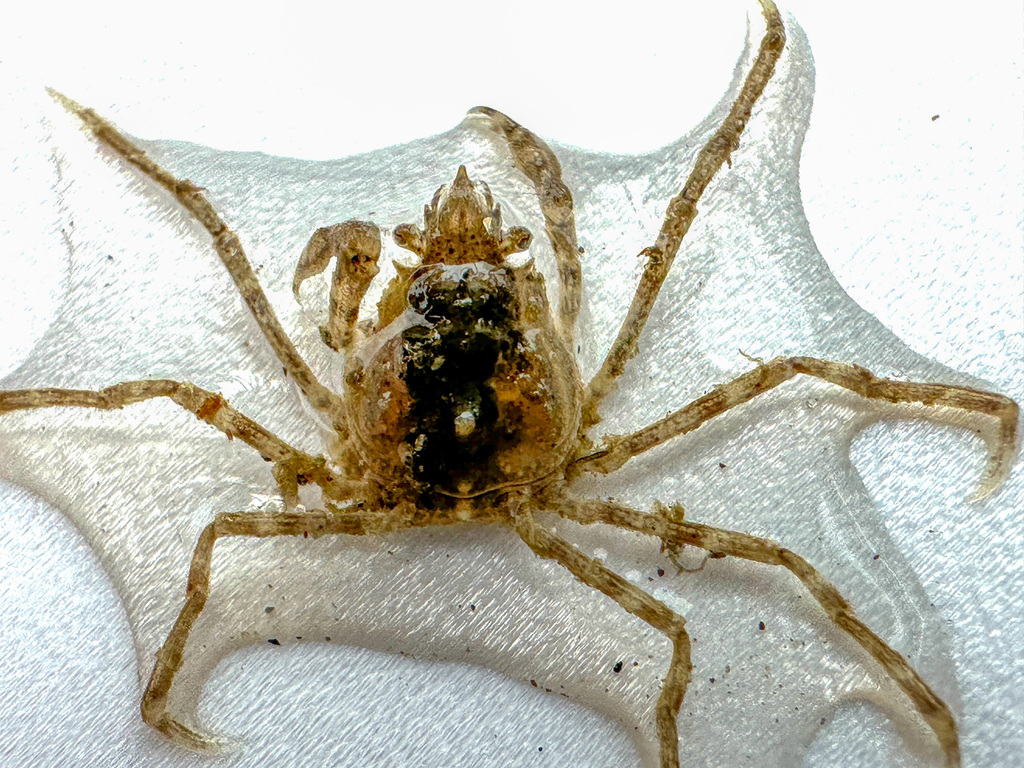 Tuberculate Pear Crab from San Diego, CA, USA on August 30, 2023 at 11: ...