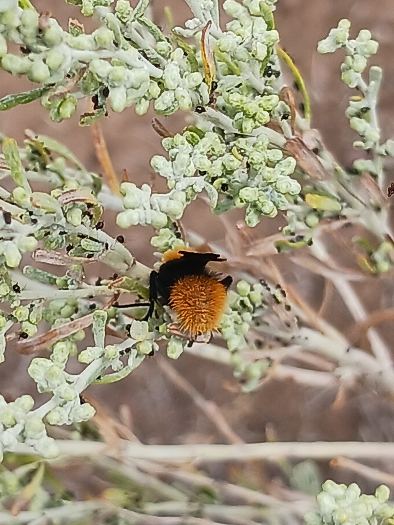 Dasymutilla from Fields, OR 97710, USA on September 6, 2023 at 01:03 PM ...