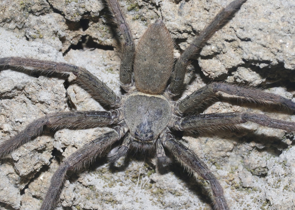 Giant Huntsman Spiders from Punakha, Bhutan on April 7, 2023 at 09:32 ...