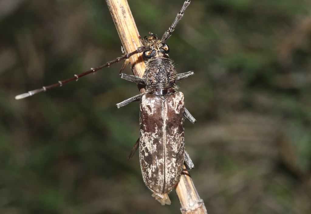 Trirachys sinensis from Punakha, Bhutan on April 7, 2023 at 11:14 PM by ...