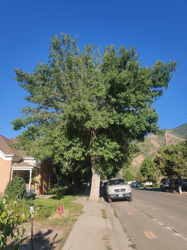 flowering plants from Mapleton, UT, USA on August 28, 2023 at 06:19 PM ...