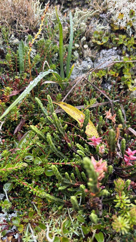 Arctic bell-heather from Greenland, Kitaa, GL on September 6, 2023 at ...