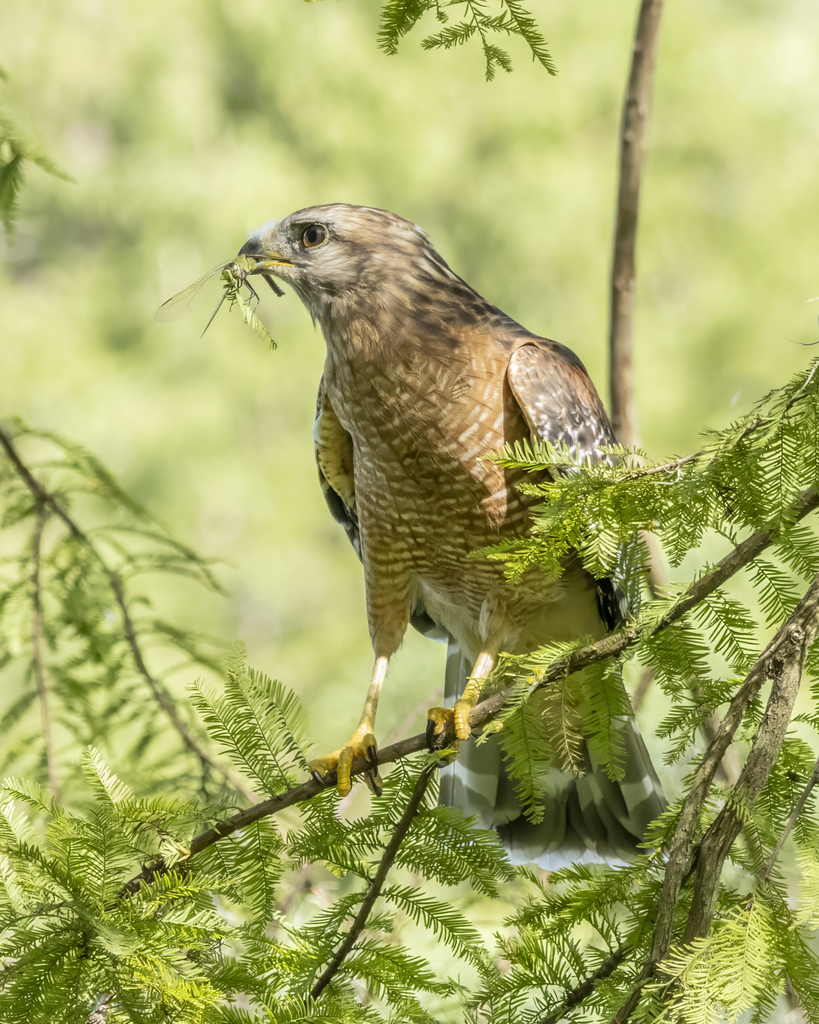 Red-shouldered Hawk from Citrus County, FL, USA on September 6, 2023 at ...