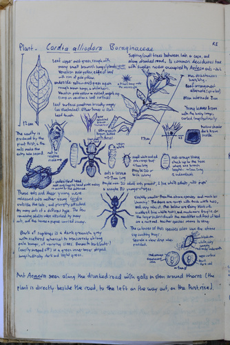 Cephalotes setulifer · iNaturalist Mexico