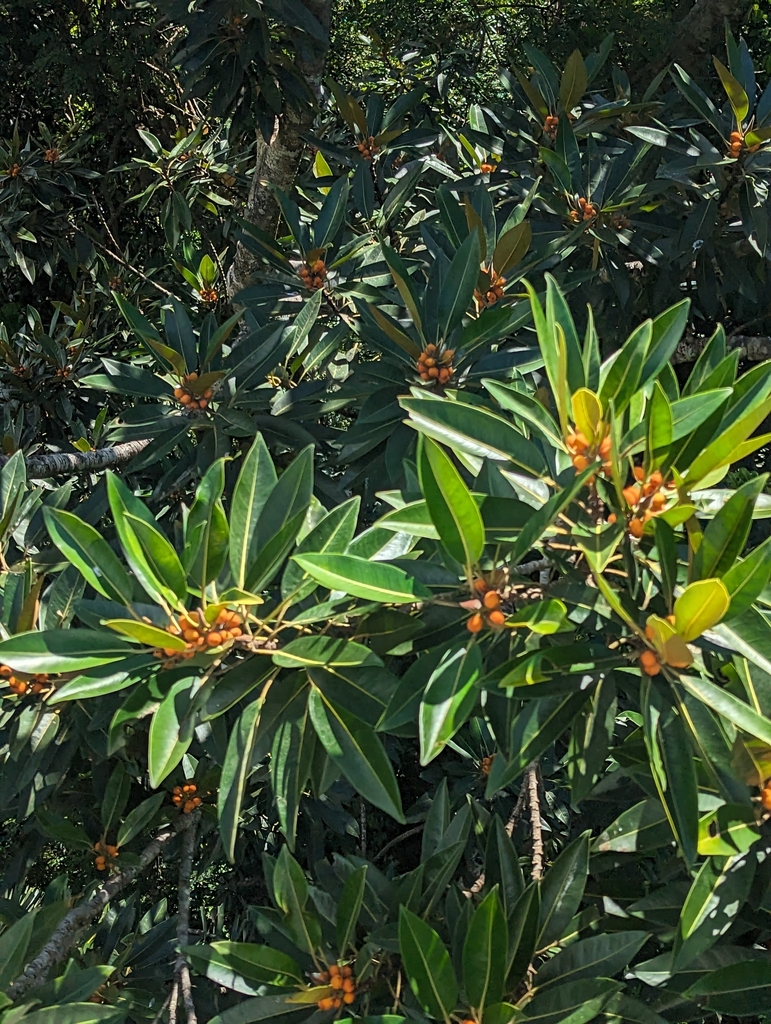 Ficus destruens from Cape Tribulation QLD 4873, Australia on September 6, 2023 at 10:59 AM by ...