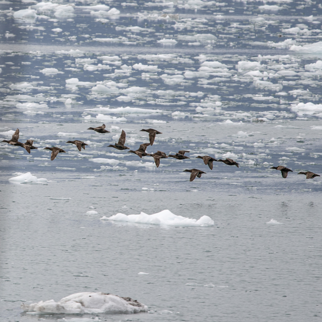 Common Eider on August 28, 2023 at 10:10 AM by Marcia Morris · iNaturalist