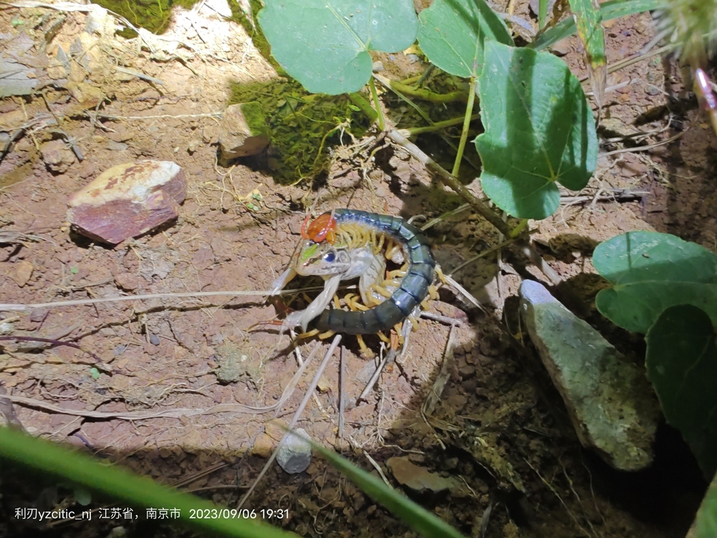 Chinese Red-headed Centipede from Nanjing, CN-JS, CN on September 6 ...