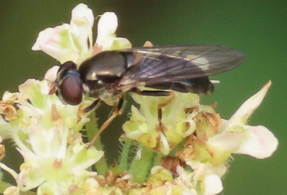 Cheilosia soror from Westdean, East Sussex, UK on September 6, 2023 at ...