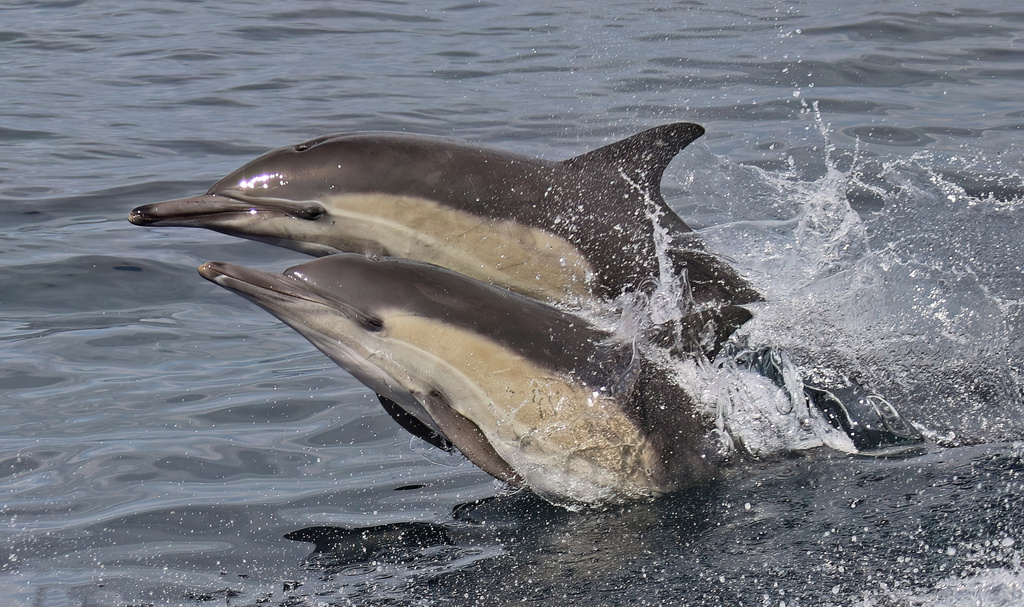Common Dolphin (Delphinus delphis) - Marine Life Identification