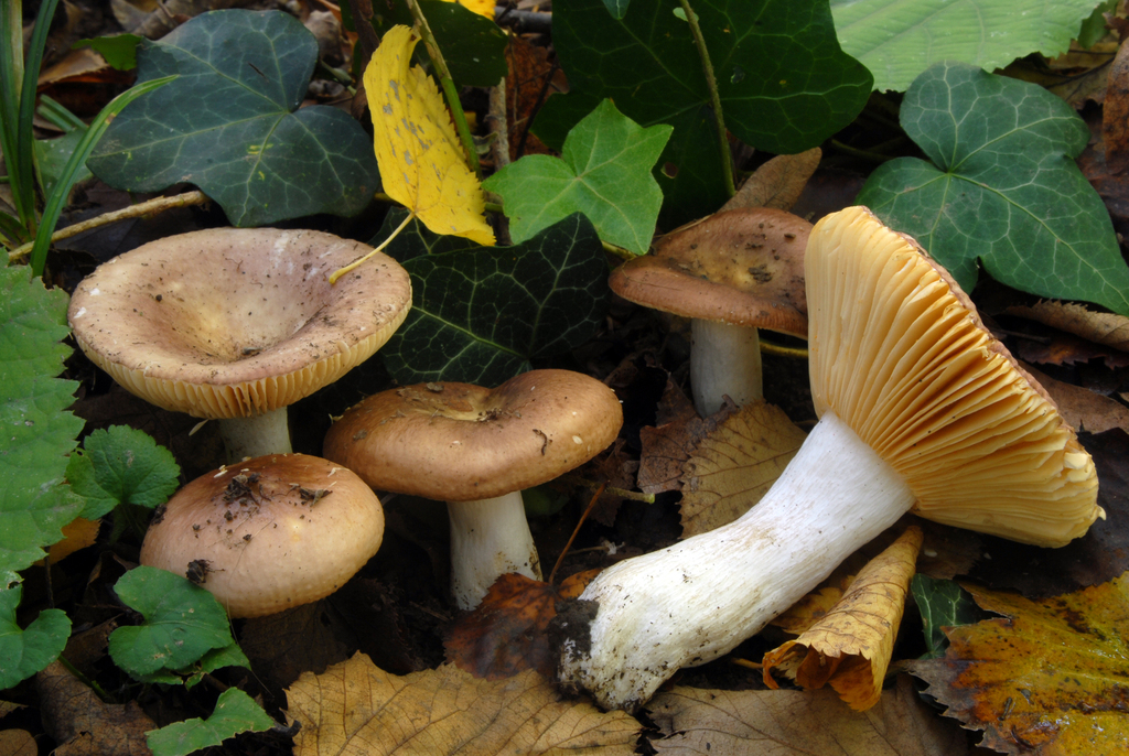 Russula cuprea from Parco di Monza (MB), Italia on October 27, 2019 at ...