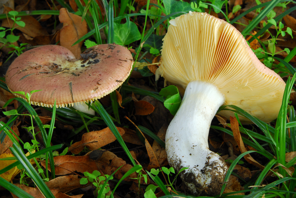 Russula cuprea from Parco di Monza (MB), Italia on October 3, 2012 at ...