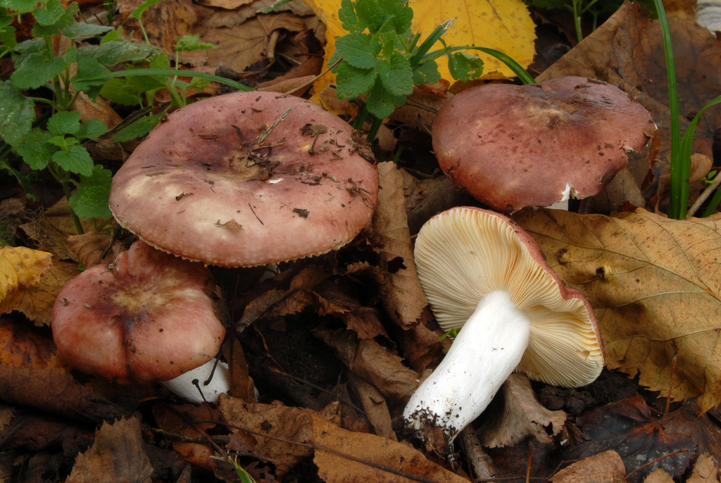 Russula cuprea from Parco di Monza (MB), Italia on November 1, 2019 at ...