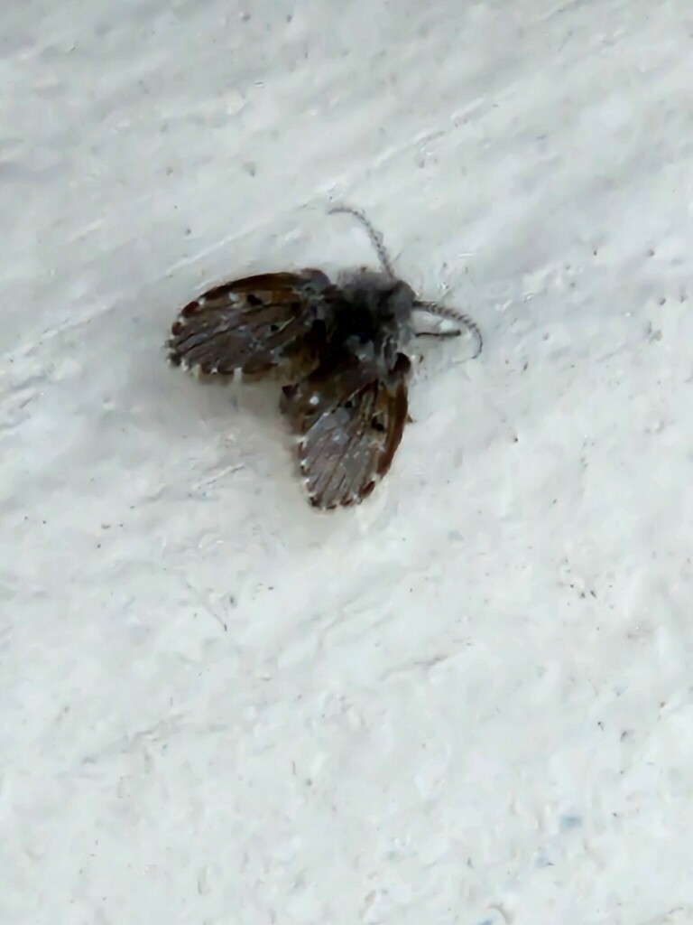 Bathroom Moth Fly from Columbia, MD, USA on August 15, 2023 at 06:32 AM ...