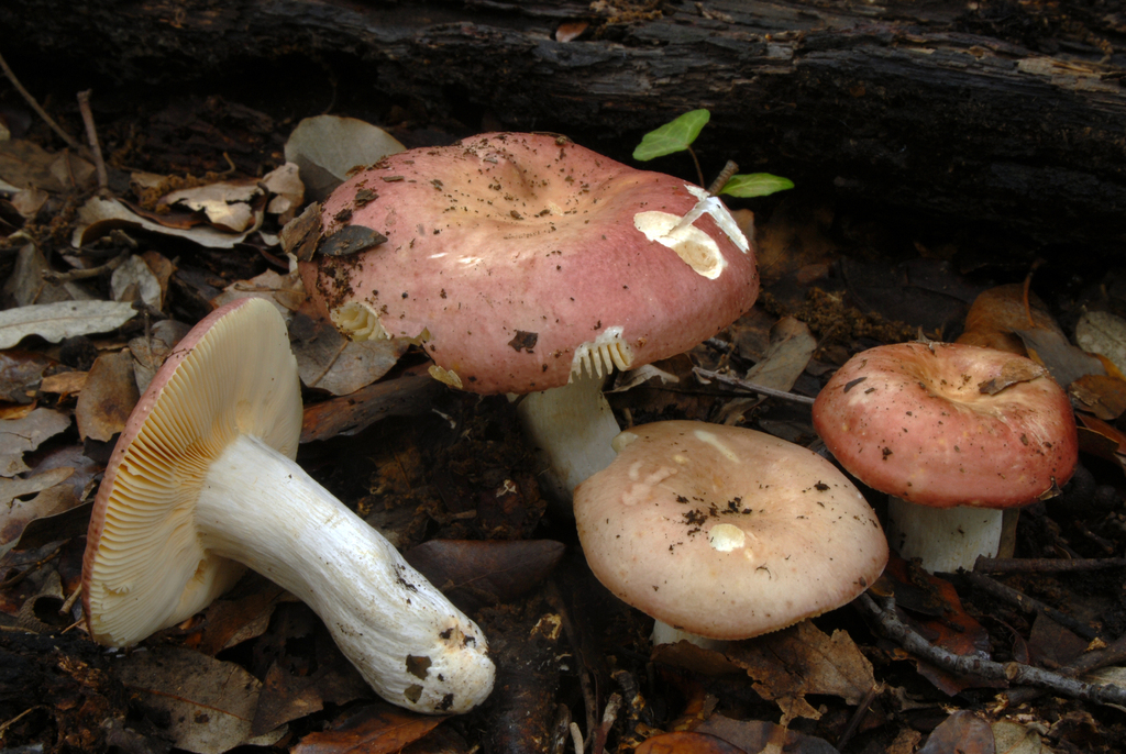 Russula decipiens from Beuzi - Taggia (IM), Italia on November 9, 2019 ...