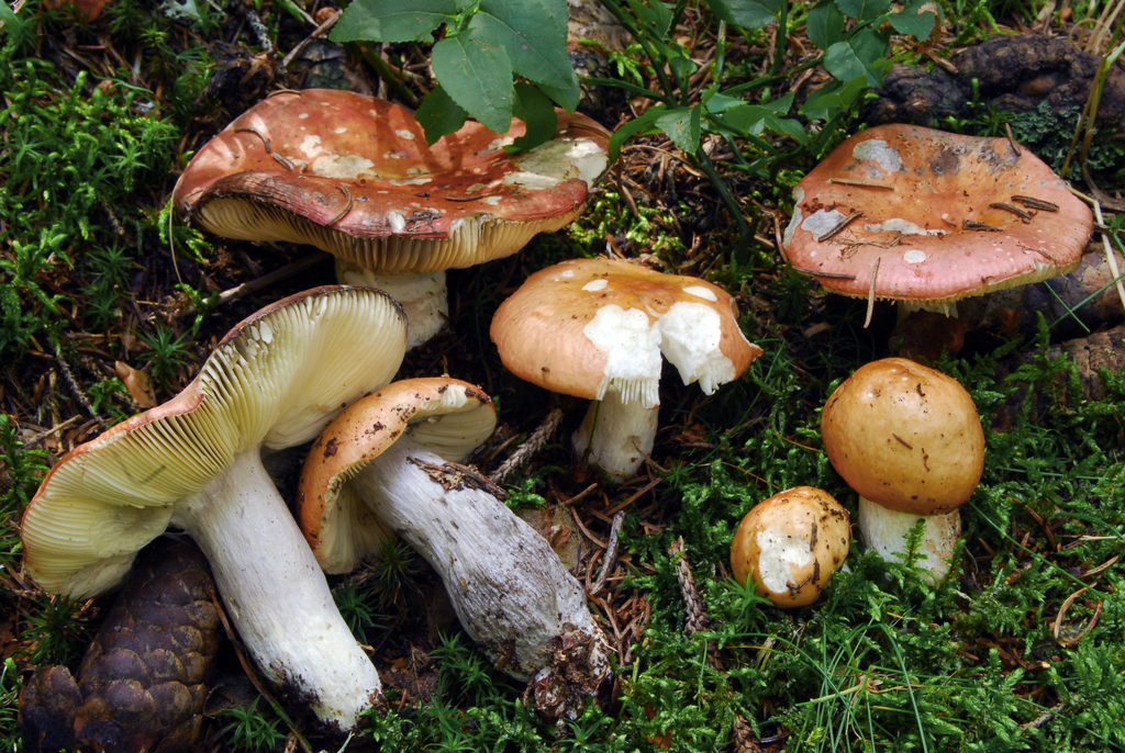 Copper Brittlegill from Madesimo (SO), Italia on August 9, 2012 at 12: ...