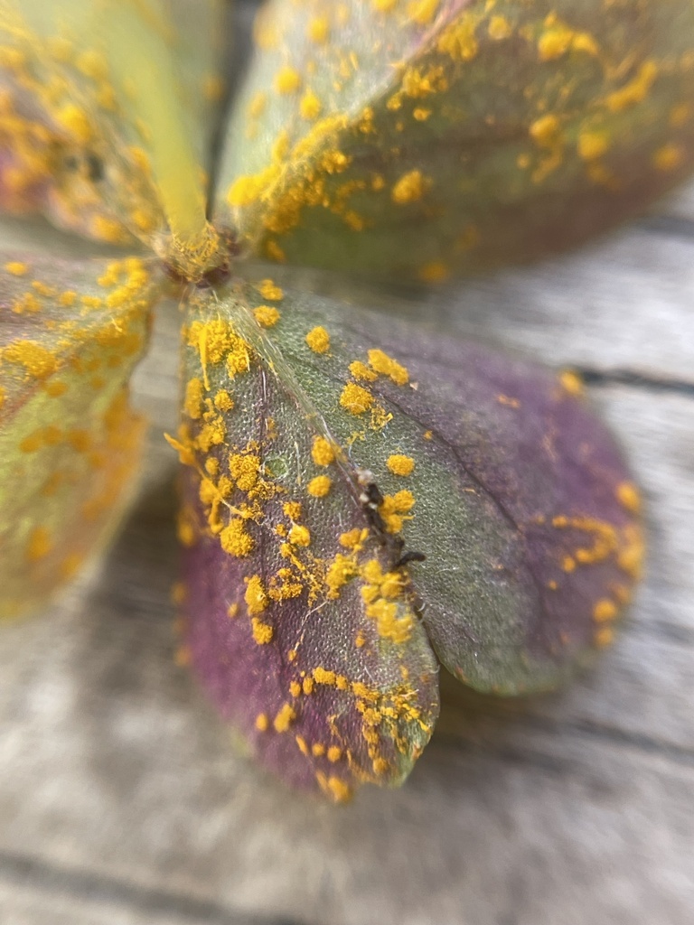 rust fungi from Oleander St, Noraville, NSW, AU on August 31, 2023 at ...