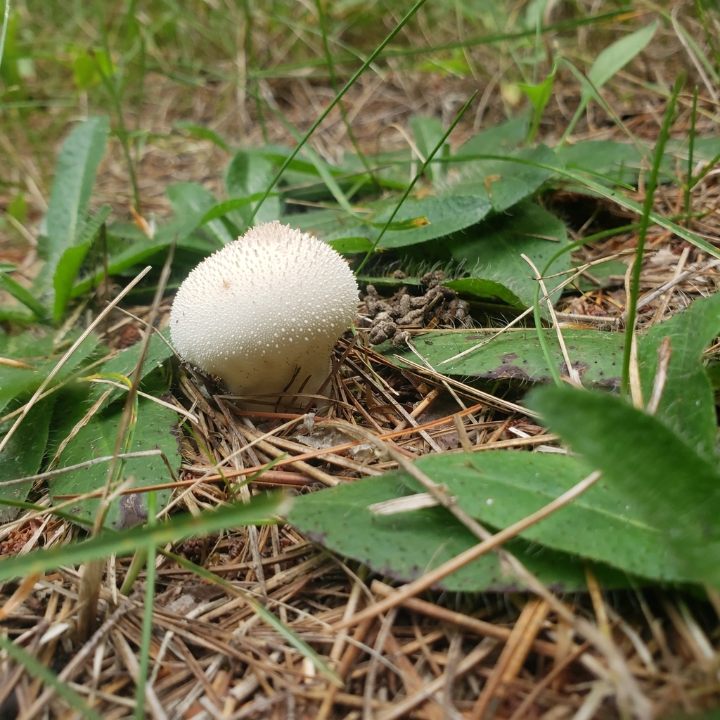 common puffball from Tottenham, ON L0G 1W0, Canada on September 6, 2023 ...