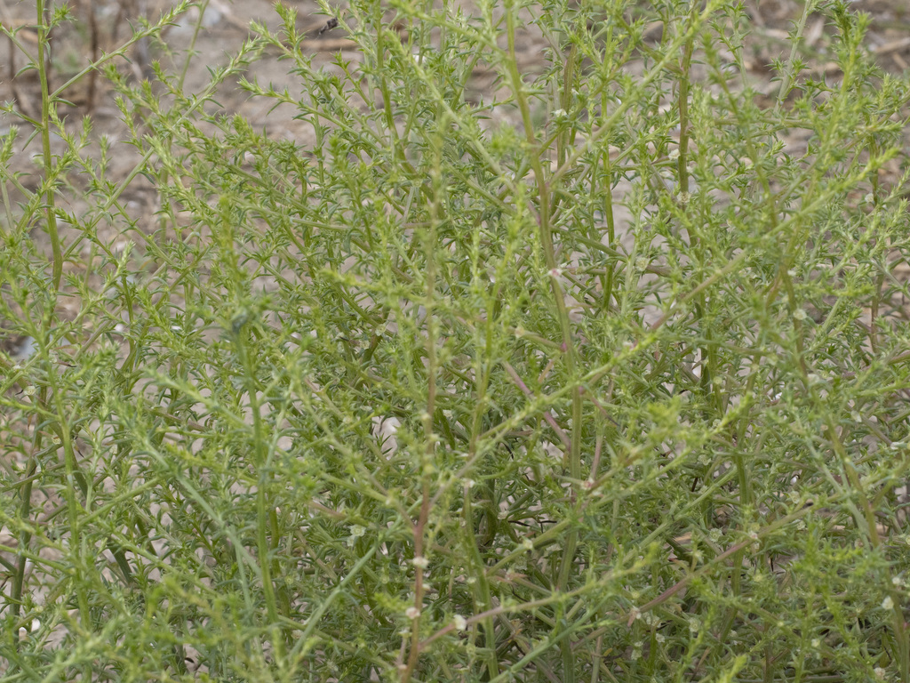 Southern Russian Thistle from Mission Bay, San Diego, CA, USA on ...