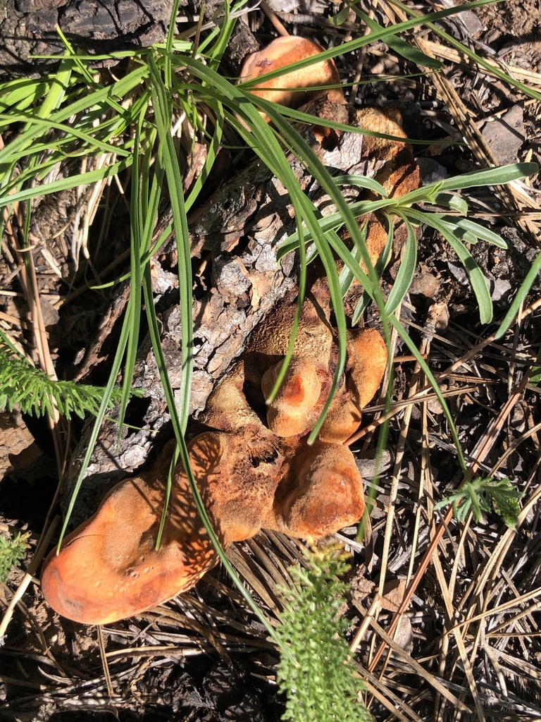 Dyer's Polypore from Tonto National Forest, Forest Lakes, AZ, US on ...