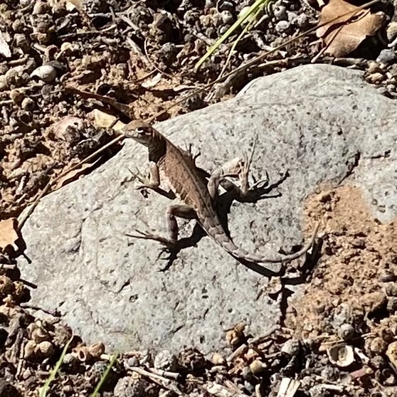 Greater Earless Lizard from Coconino National Forest, Sedona, AZ, US on ...