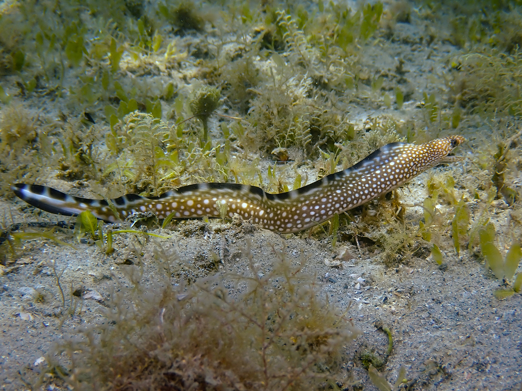 Ocellated Moray from Blue Heron Bridge on September 6, 2023 at 03:00 PM ...