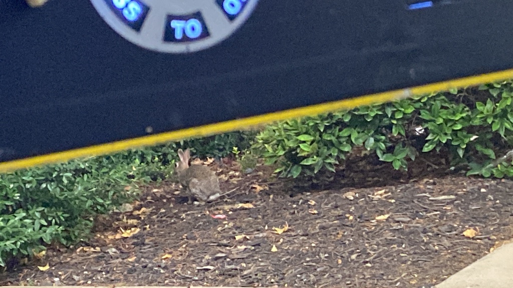 Cottontail Rabbits from Colorado Blvd, Denton, TX, US on August 28 ...