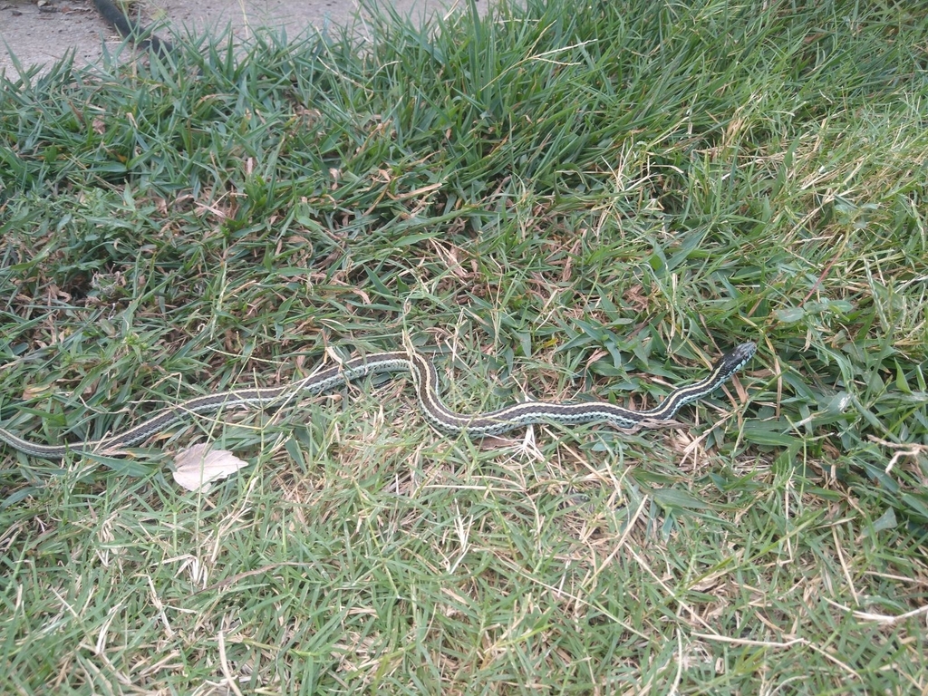 Texas Garter Snake in September 2023 by jilectan · iNaturalist