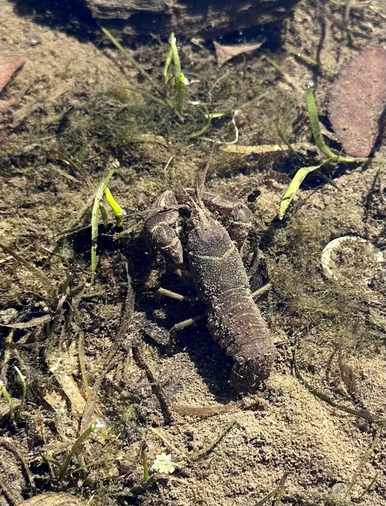 Eastern Crayfish from Poolesville, MD, US on September 1, 2023 at 09:30 ...
