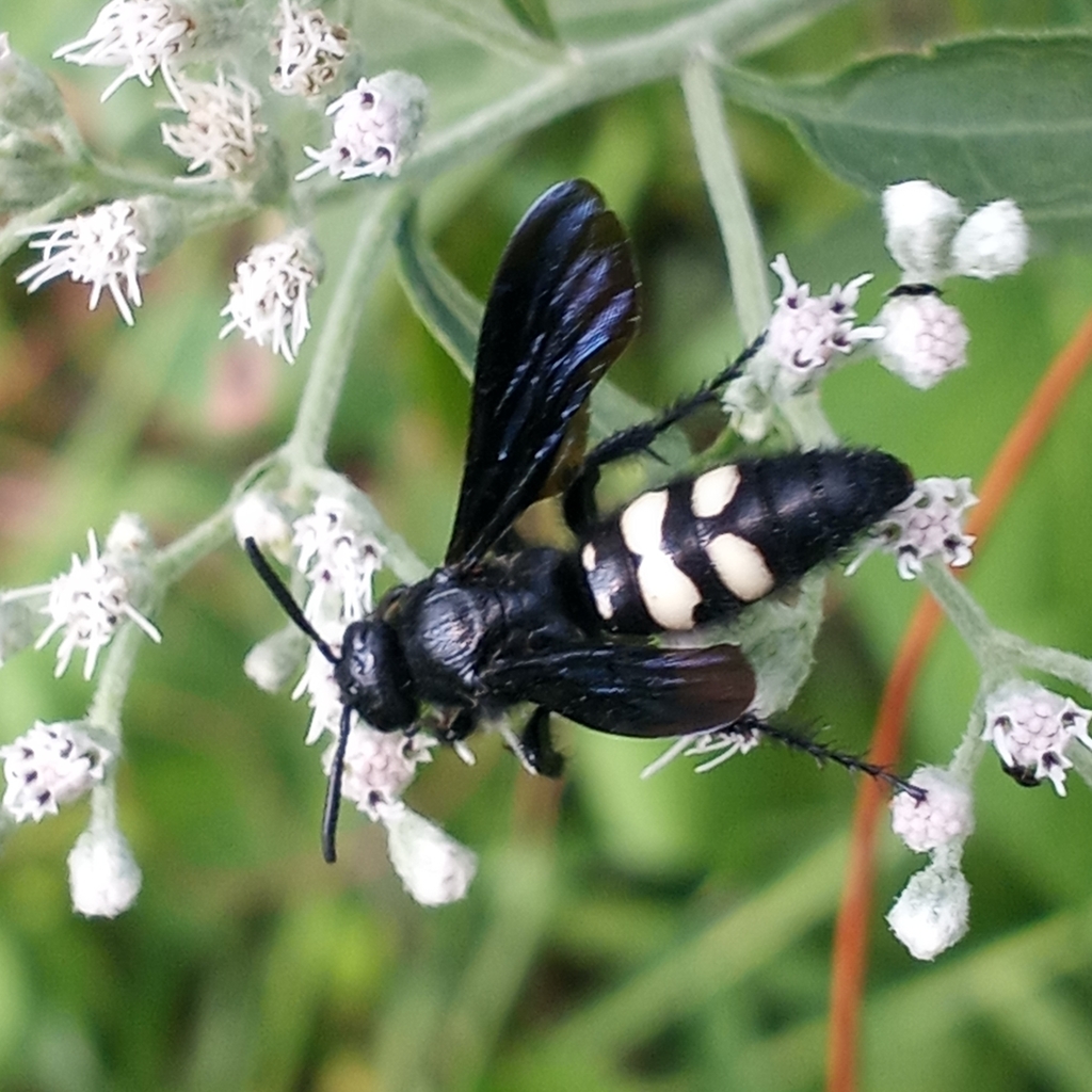 Double-banded Scoliid Wasp from Preston, MD 21655, USA on September 6 ...