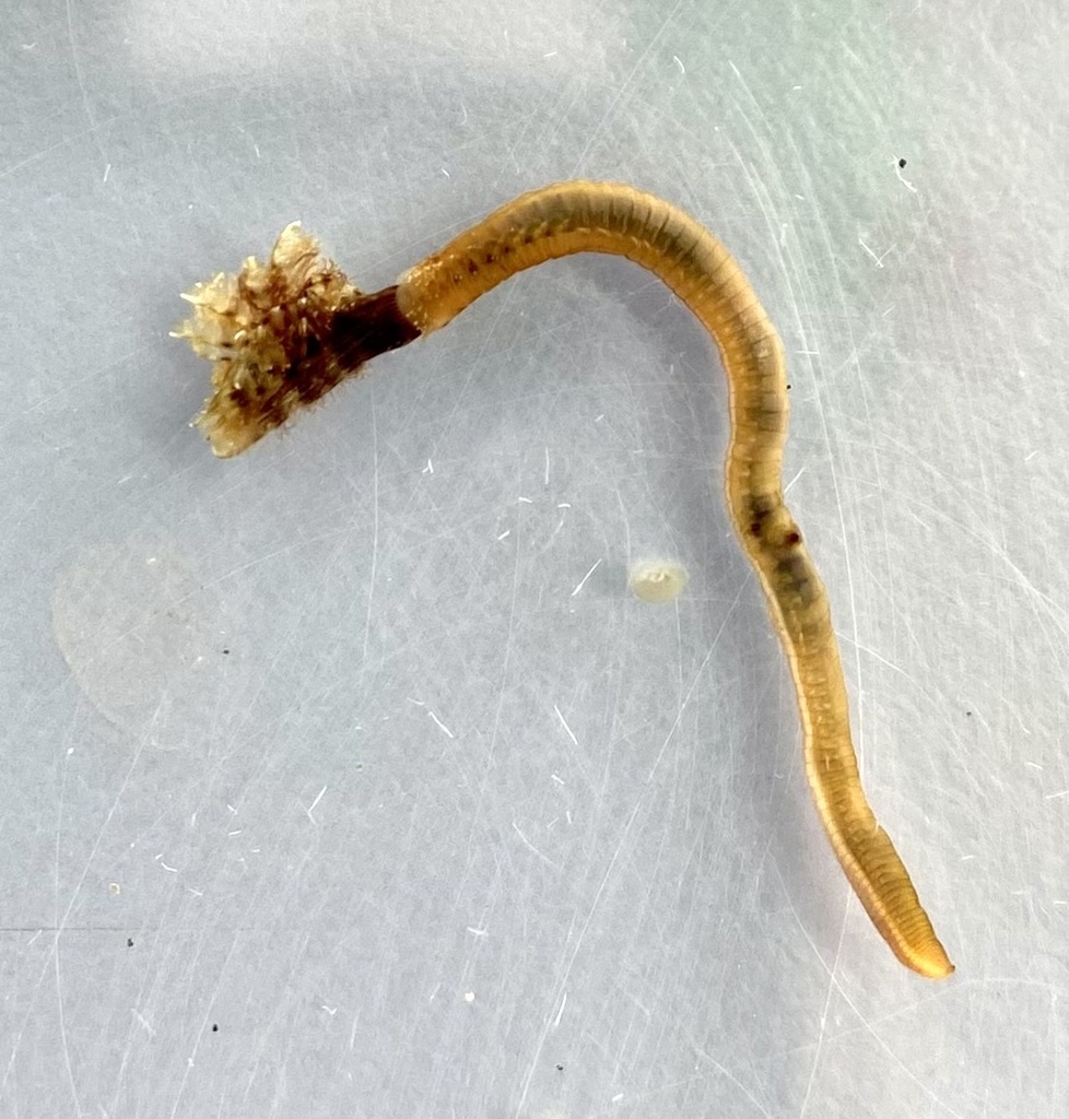 Sabellinae from Lee Breakwater, New Plymouth, Taranaki, NZ on September ...