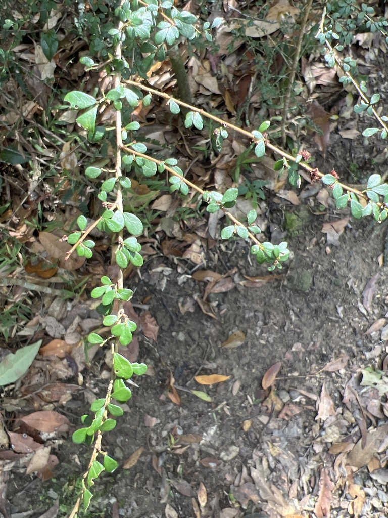 Brush Sauropus from Tanawha, QLD, AU on September 7, 2023 at 08:31 AM ...