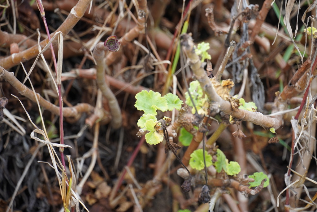 garden geranium from 2560 Silveira, Portugal on September 5, 2023 at 03 ...