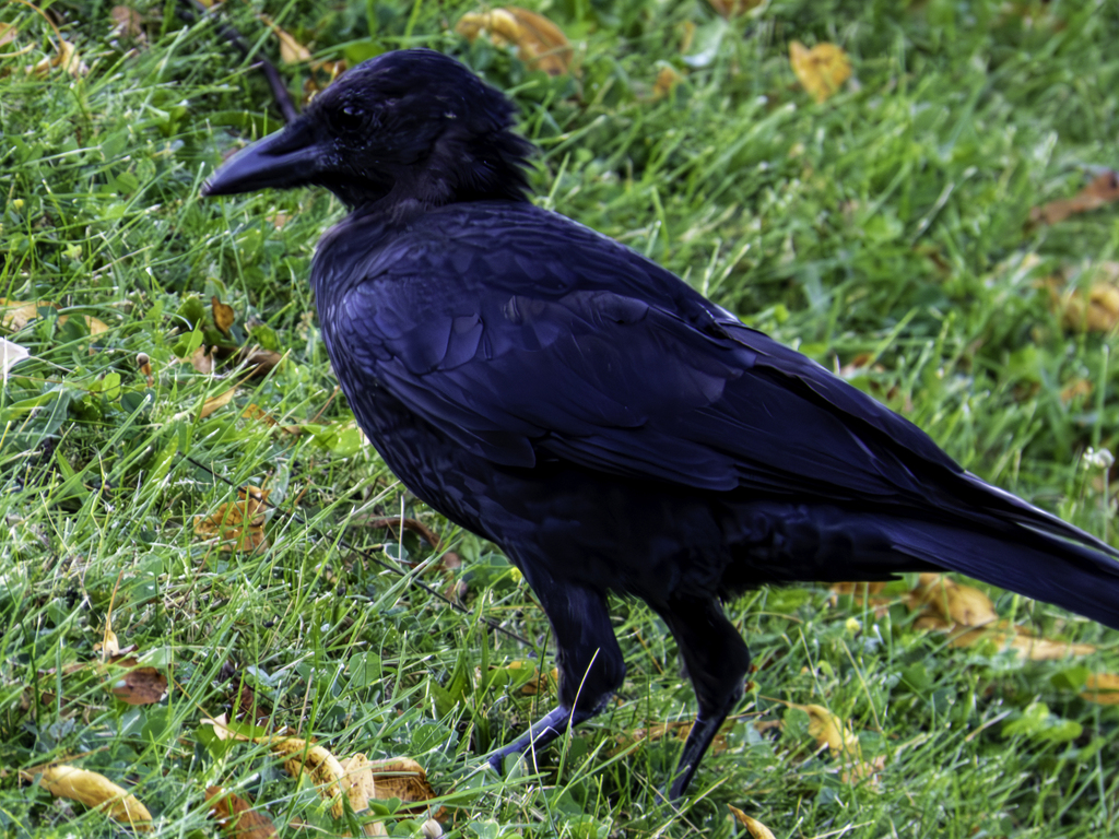 American Crow from Cambridge, ON, Canada on September 6, 2023 at 07:22 ...
