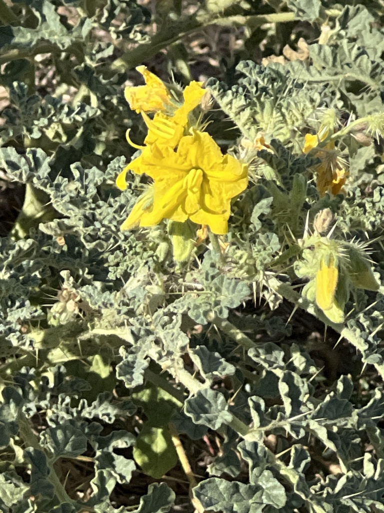 buffalo-bur from Bandera Rd, Helotes, TX, US on September 6, 2023 at 05 ...