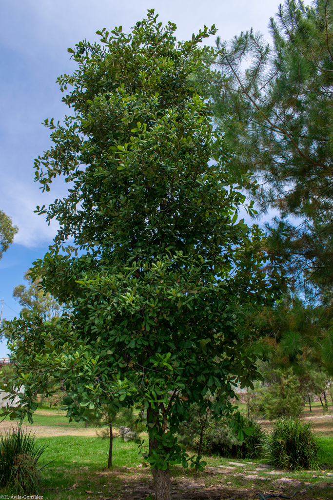 Encino quiebra hacha desde Parque Guadiana, Durango, Dgo., México el 06 ...