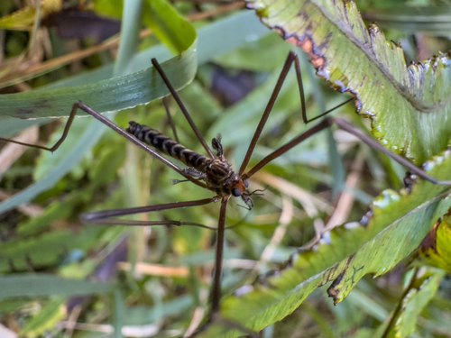 Leptotarsus pedestris · iNaturalist