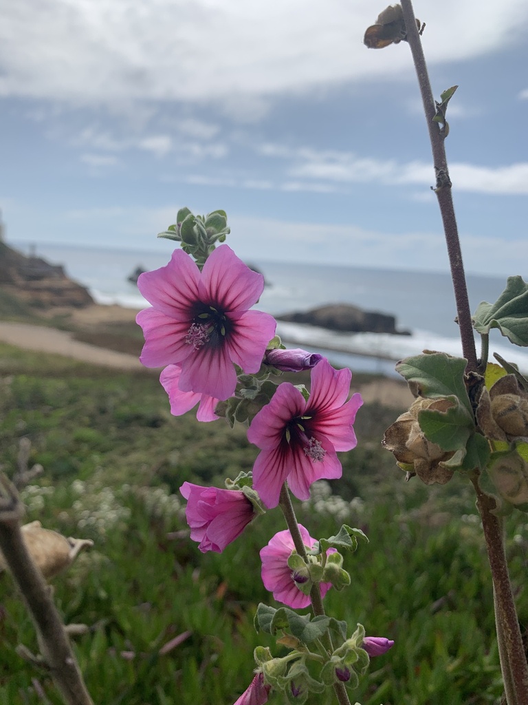 Tree Mallow from Lands End, San Francisco, CA, US on September 2, 2023 ...