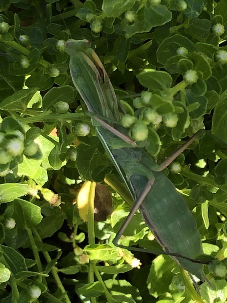 European Mantis from Robert W. Crown Memorial State Beach Park, Alameda ...