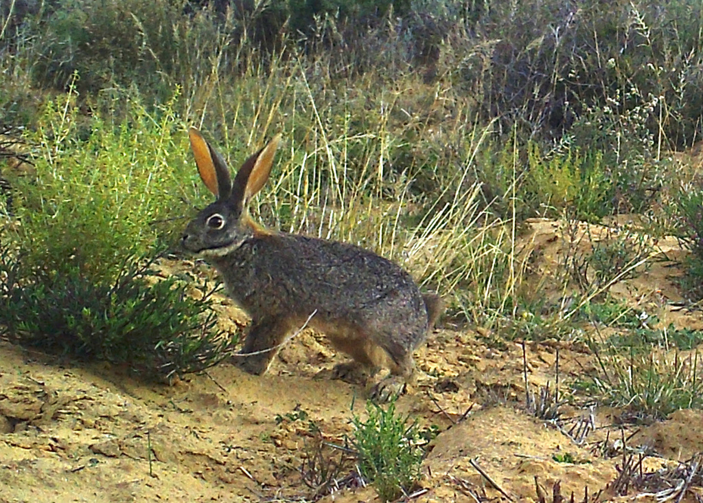 Riverine Rabbit from Cape Winelands District Municipality, South Africa ...