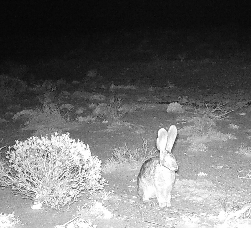 Riverine Rabbit from Cape Winelands District Municipality, South Africa ...