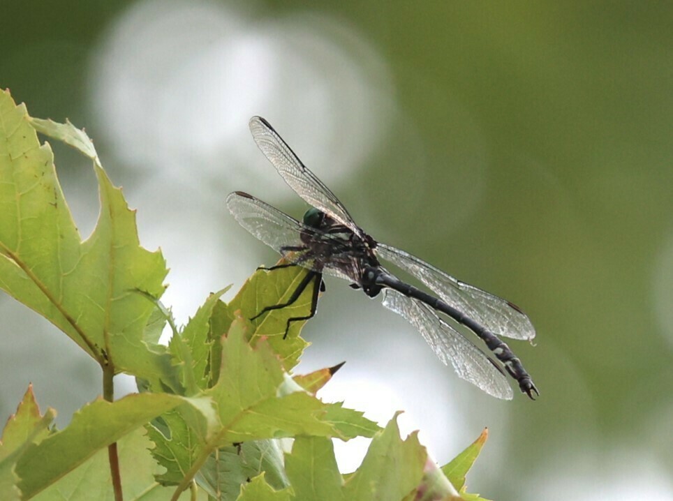 Arrow Clubtail from Huffman MetroPark, Greene County, OH, USA on ...