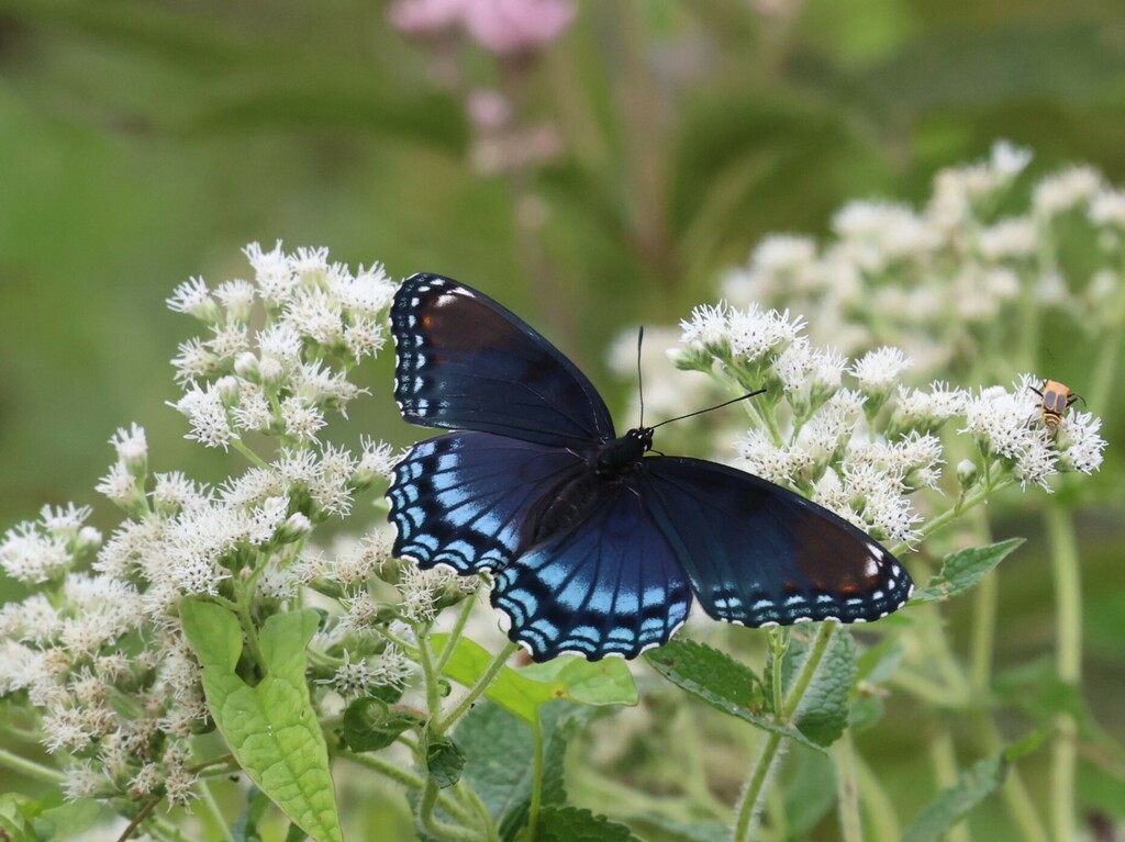Red-spotted Purple from Pearl's Fen, Greene County, OH, USA on ...