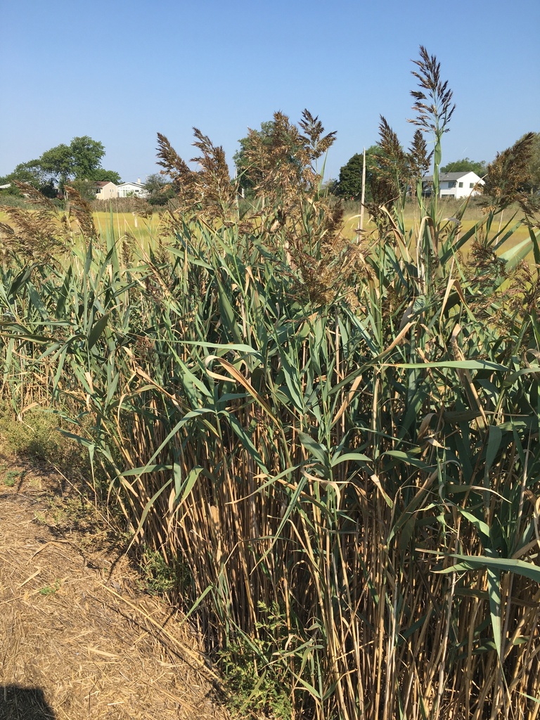 common reed from Long Island, Freeport, NY, US on September 6, 2023 at ...