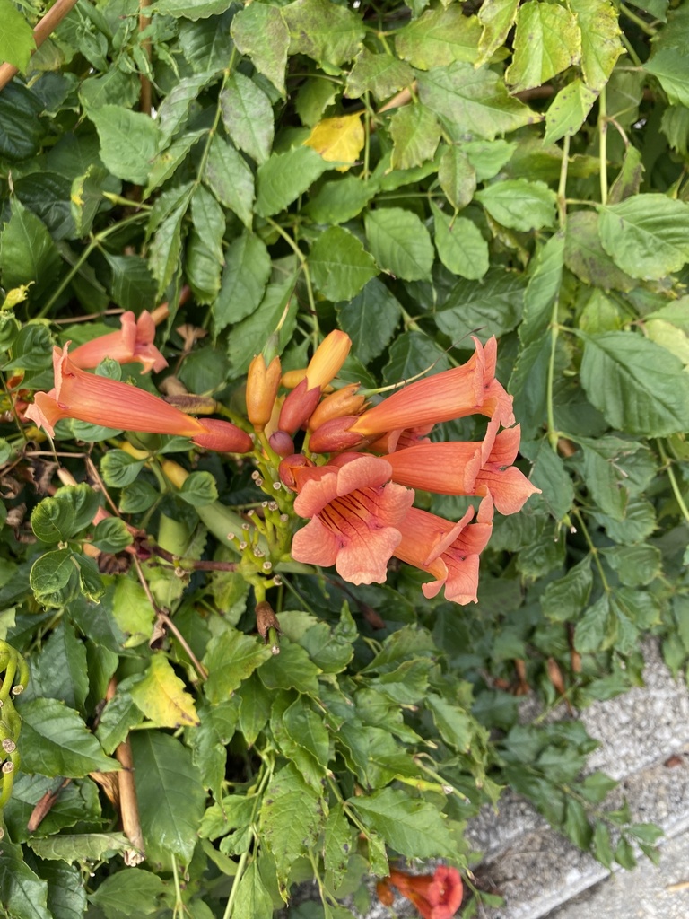 American trumpet vine from Grant Park, Chicago, IL, US on September 6 ...