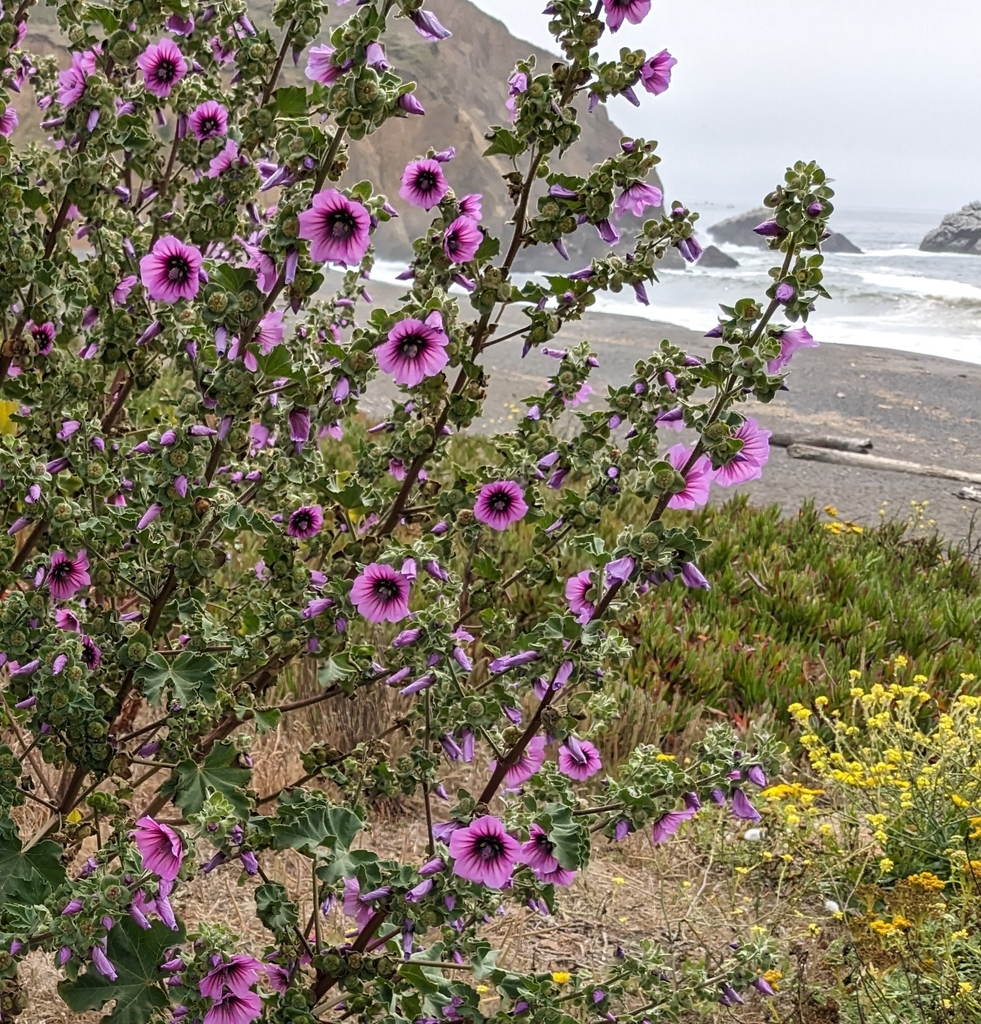 Tree Mallow from Sharp Park Beach on August 5, 2023 at 03:05 PM by ...