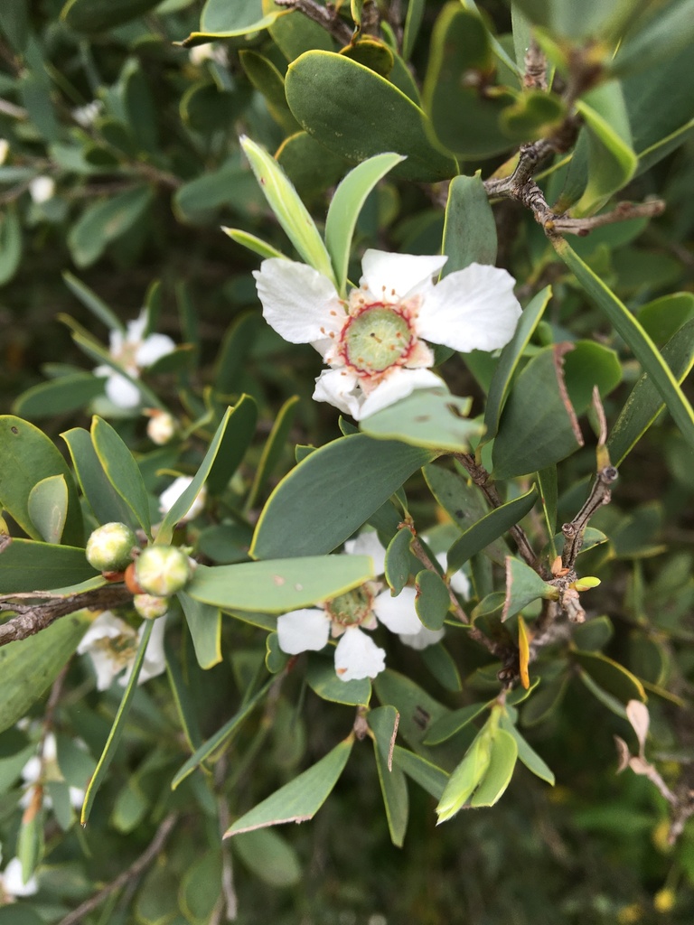 Australian Tea Tree from Seaford Foreshore Reserve, Seaford, VIC, AU on ...