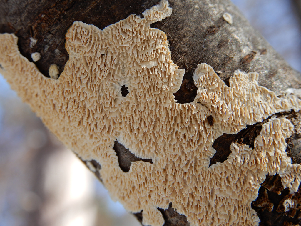 Milk-white Toothed Polypore from UTM Nature Trail, Mississauga, ON ...