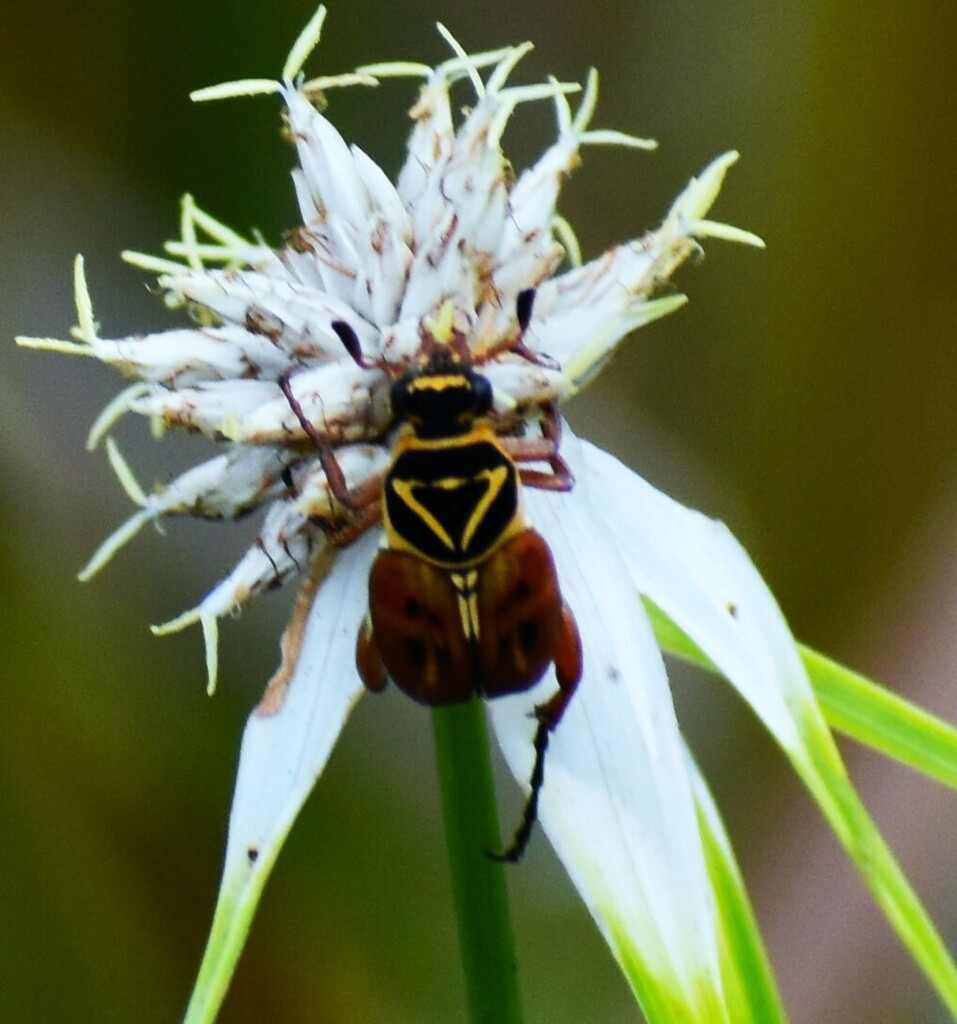 Delta Flower Scarab from Palm Beach Gardens, FL, USA on September 6 ...