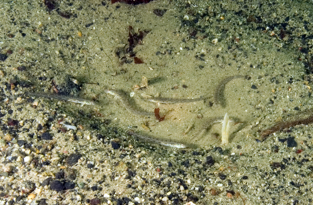 Snake Prickleback from Hoeya Head Sill, Knight Inlet, BC, Canada on ...