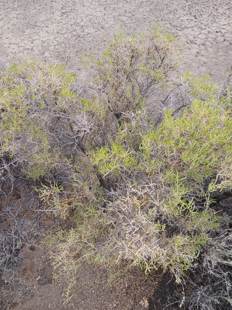 Greasewood from Fields, OR 97710, USA on September 6, 2023 at 04:20 PM ...